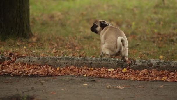 Dog Making A Poop — Stock Video © aj2k.rambler.ru #93555160