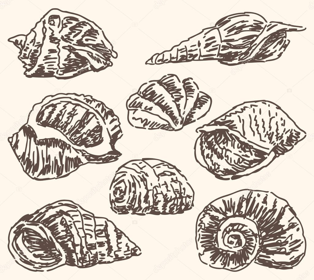 Drawings: of shells | Sea shells sketches — Stock Vector © mubaister ...
