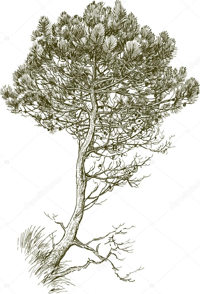 Young pine sketch Stock Vector Image by ©mubaister@gmail.com #102717022