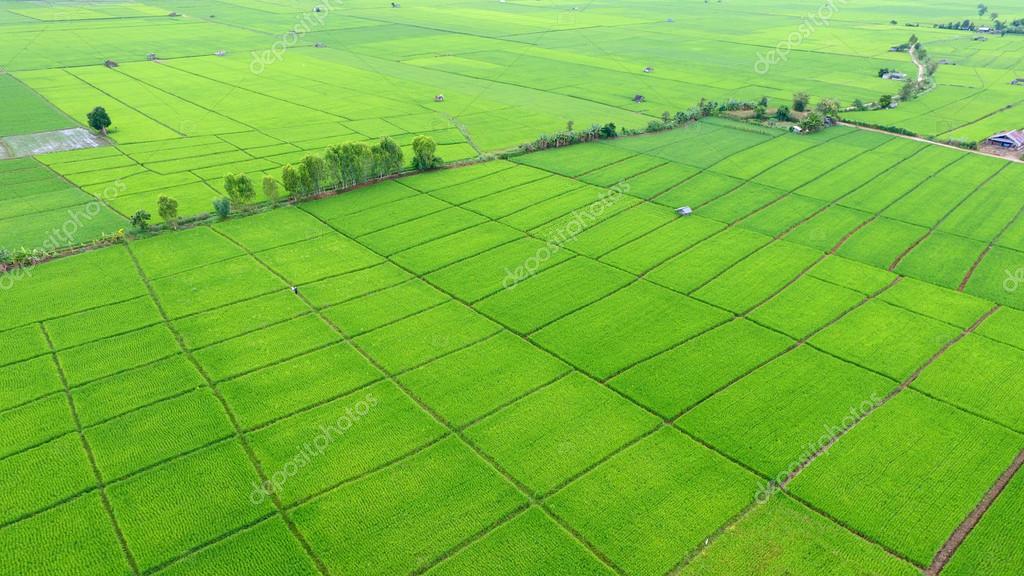 Rice field pattern — Stock Photo © phichaklim1.gmail.com #90427940