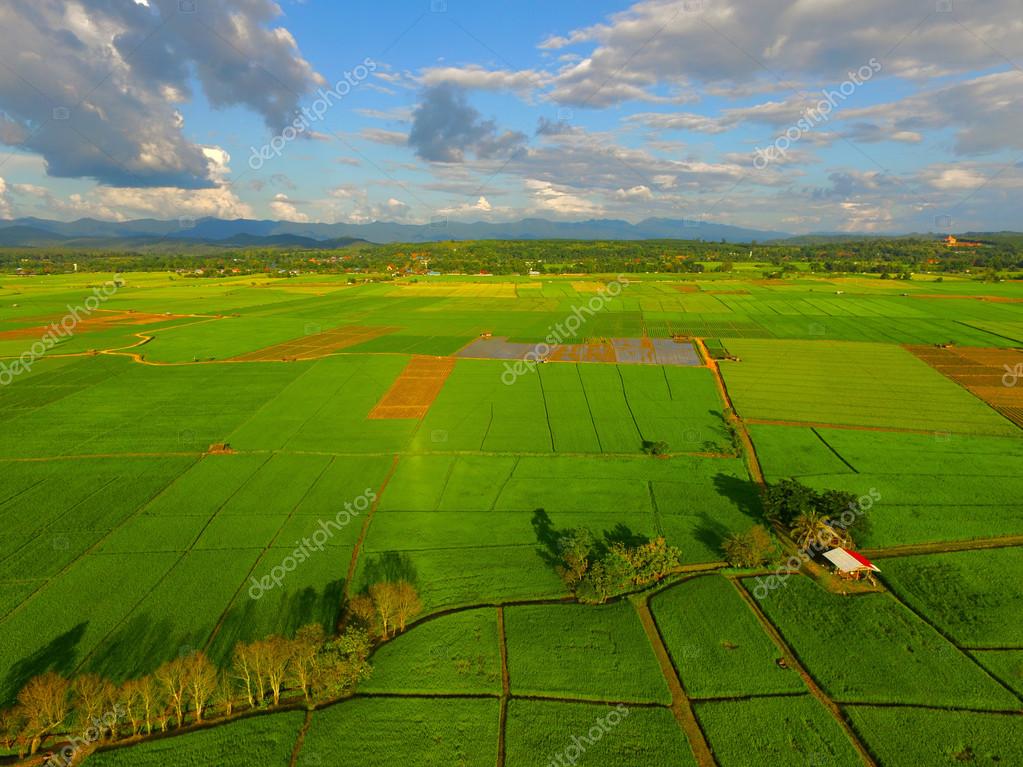Rice field pattern — Stock Photo © phichaklim1.gmail.com #90428030