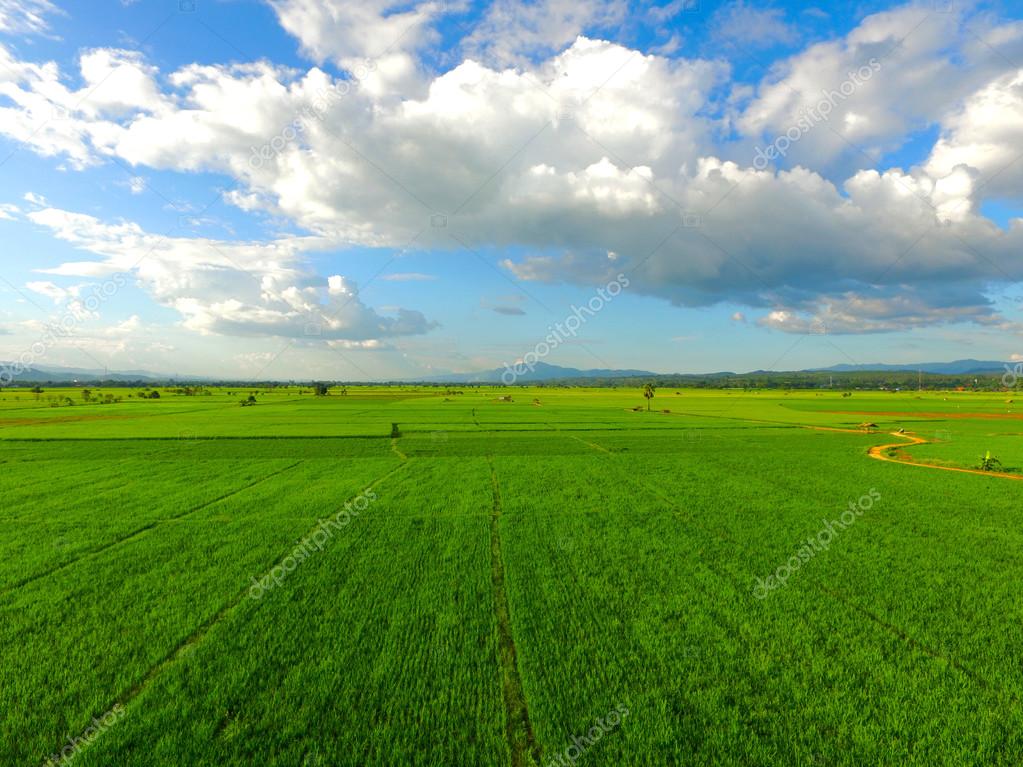 Rice field pattern — Stock Photo © phichaklim1.gmail.com #90428126