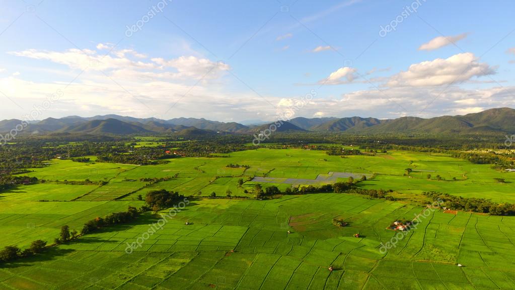 Rice field pattern — Stock Photo © phichaklim1.gmail.com #90428718