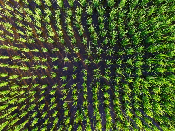 Rice field pattern Stock Photo by ©phichaklim1.gmail.com 90430952