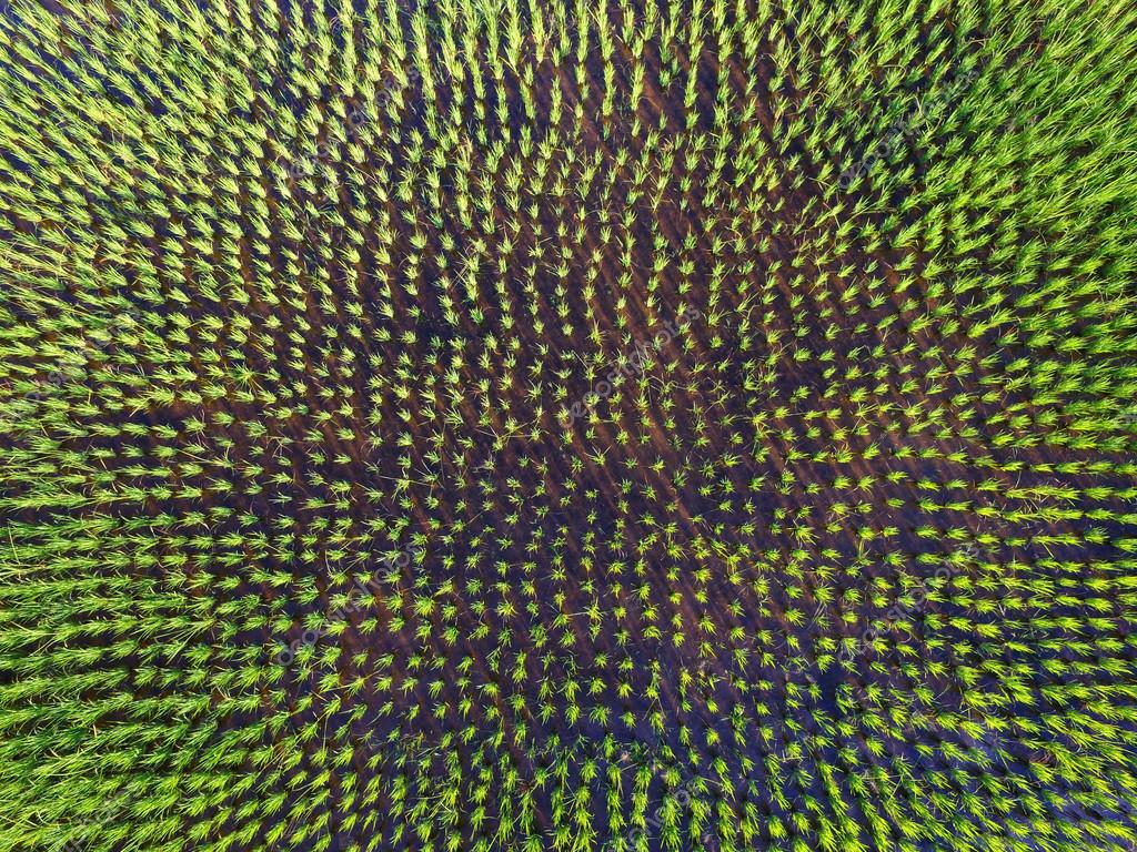 Rice field pattern — Stock Photo © phichaklim1.gmail.com #90430812