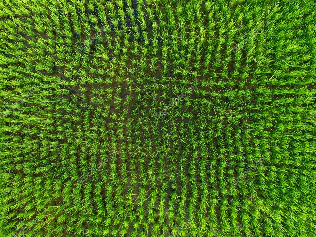 Rice field pattern Stock Photo by ©phichaklim1.gmail.com 90430952