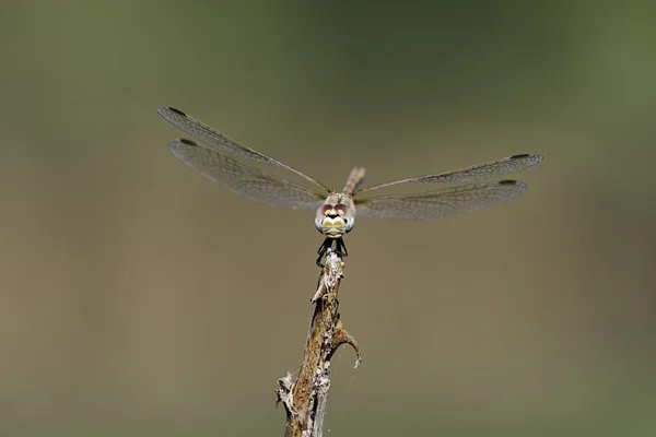 Without insects Stock Photos, Royalty Free Without insects Images ...