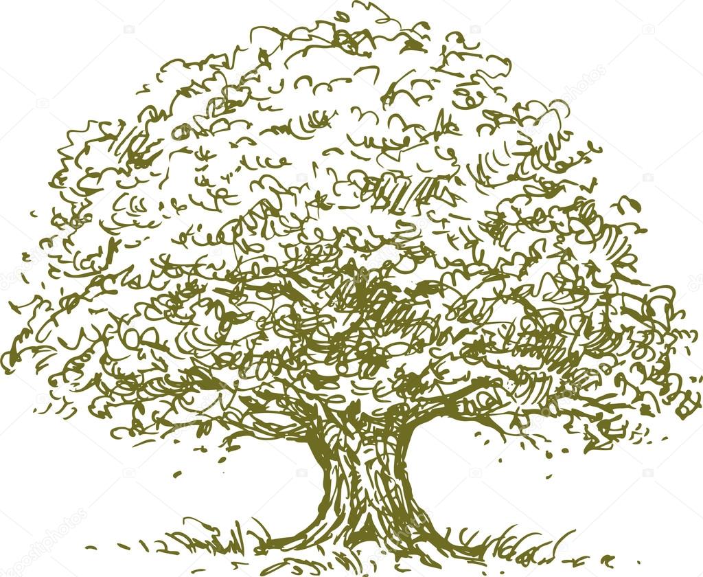 Deciduous Tree Drawing