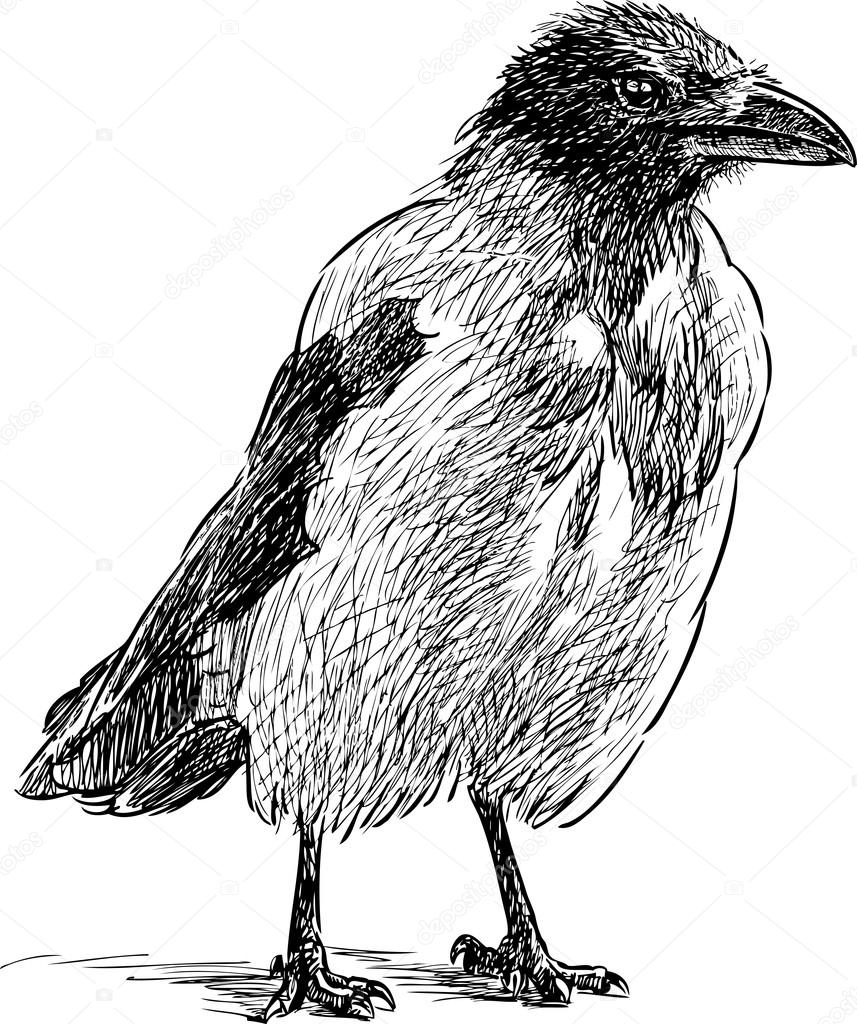 Sketch of a funny crow Stock Vector Image by ©samakarov@mail.ru #91926914