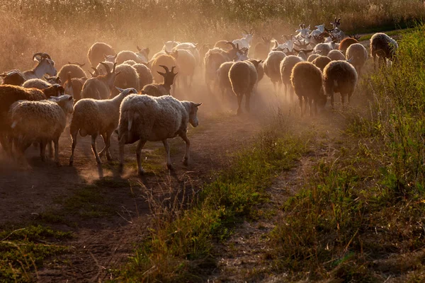 Sheep trails Stock Photos, Royalty Free Sheep trails Images | Depositphotos