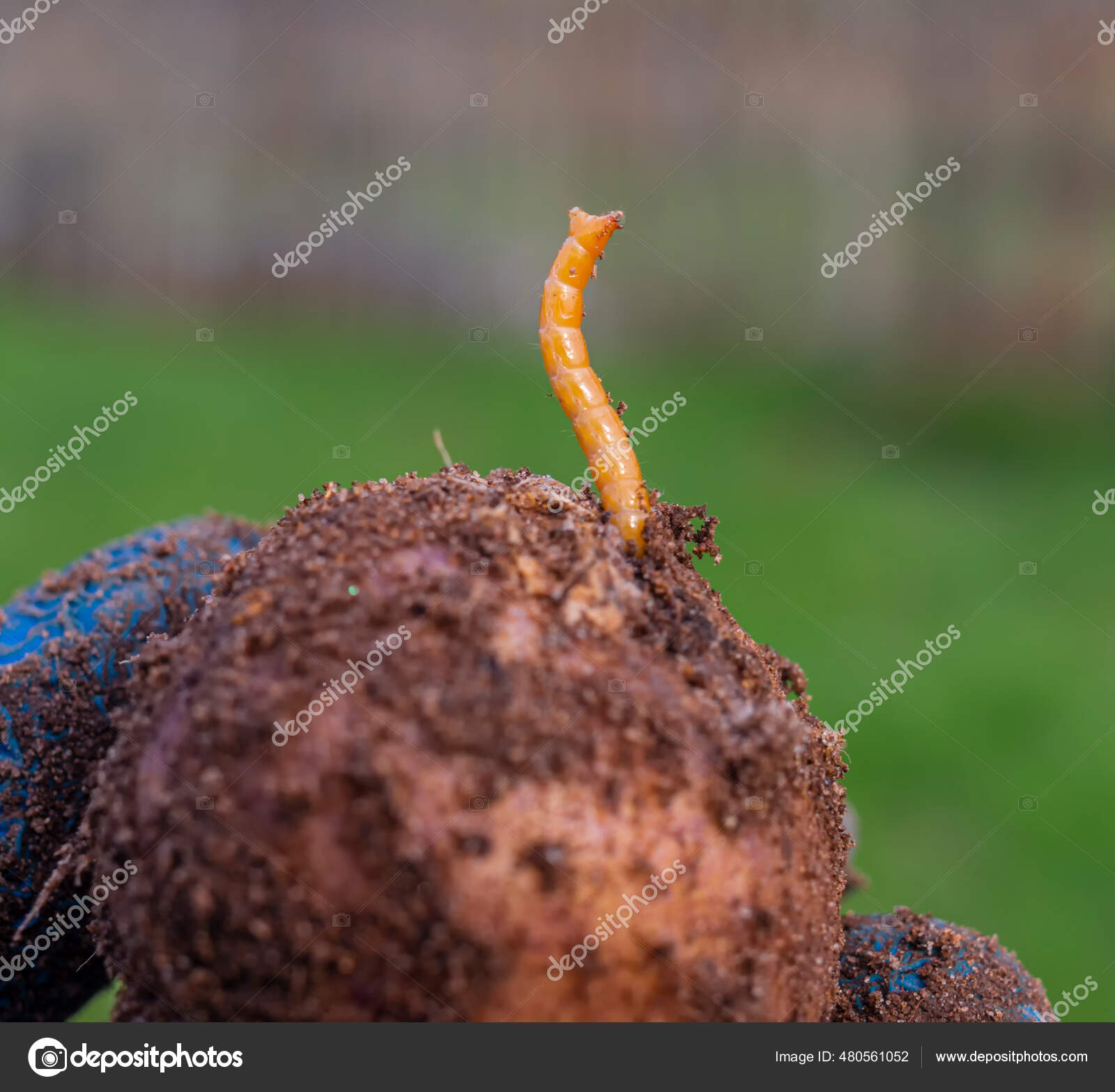 Insect Pest Wireworm Parasitic Worms Beetle Larvae Feed Agricultural ...