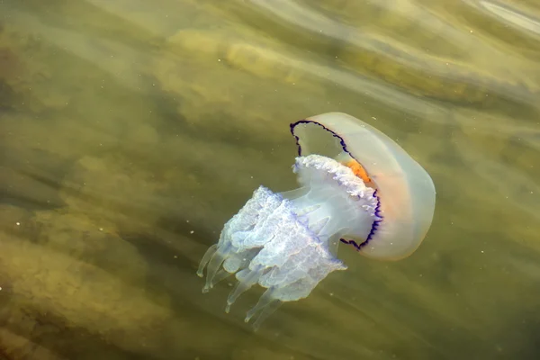 Breede river jellyfish Stock Photos, Royalty Free Breede river ...