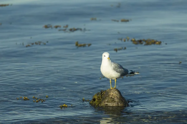 Seagull poop Stock Photos, Royalty Free Seagull poop Images | Depositphotos