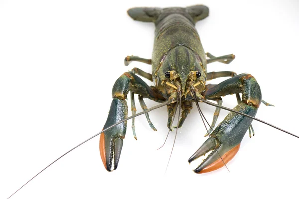 Australian red claw crayfish Stock Photos, Royalty Free Australian red ...