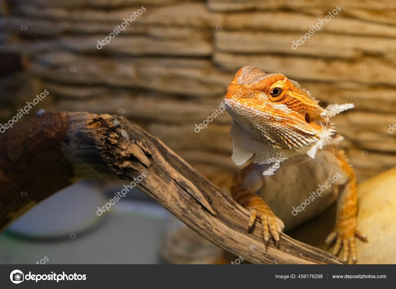 Bearded Dragon Pet Baby