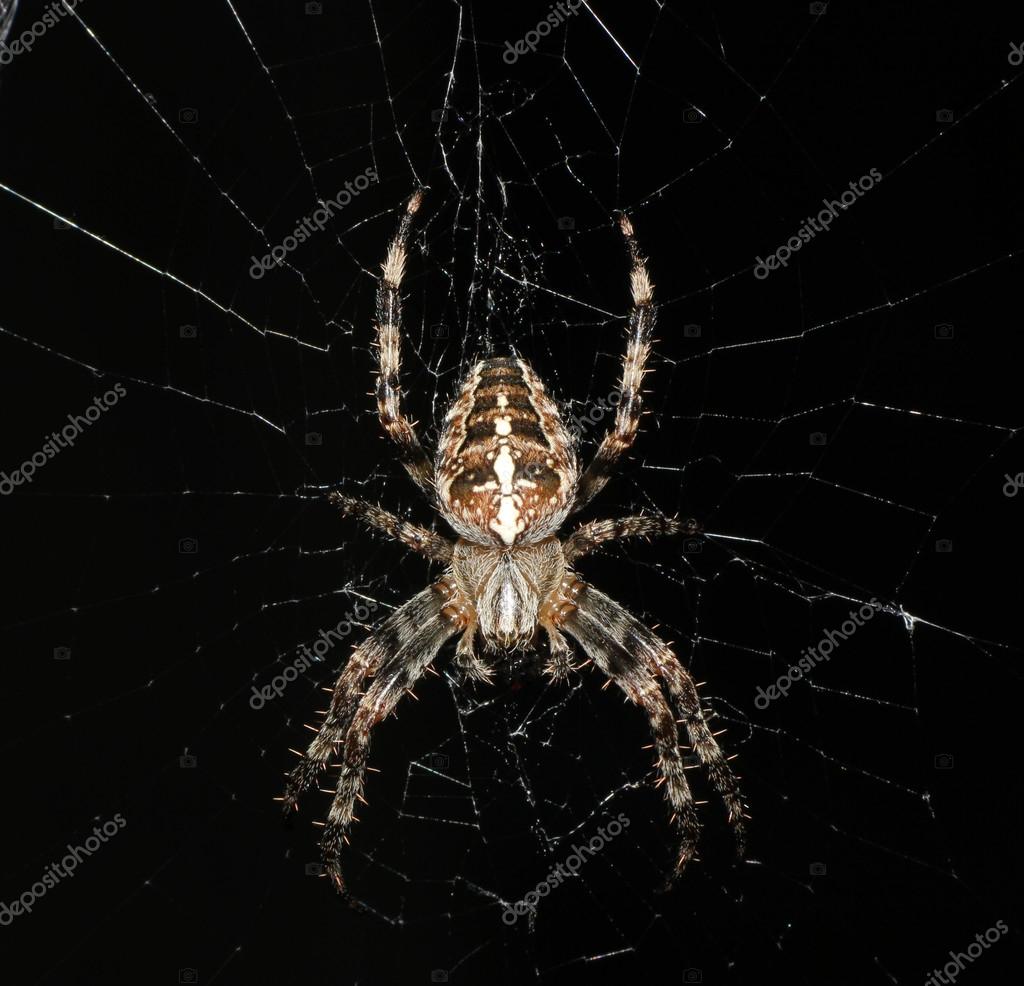 Nocturnal spiders - deliverytiklo Nocturnal spiders - deliverytiklo