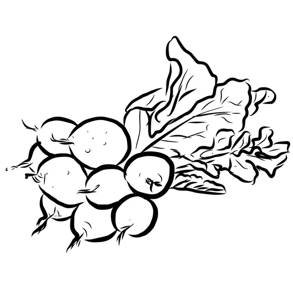 Szőlő rajz Stock vektorok, Szőlő rajz Jogdíjmentes illusztrációk ...
