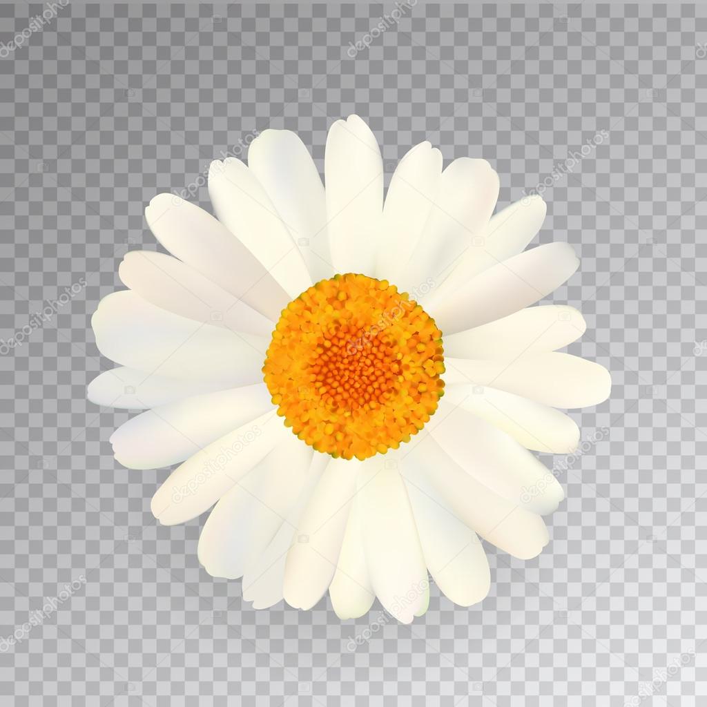 Icono realista de manzanilla vectorial. Fondo transparente Vector de ...