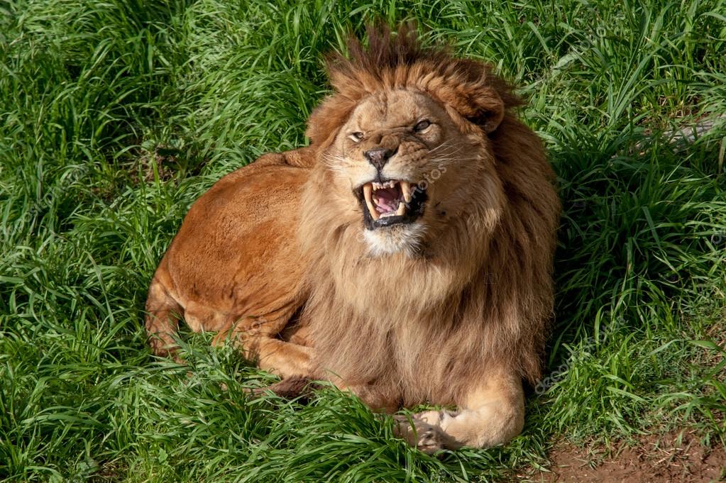 El león ruge furioso . — Foto de stock #91663498 © joseangelviso