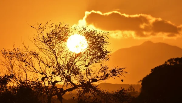 South african sunrise Stock Photos, Royalty Free South african sunrise ...