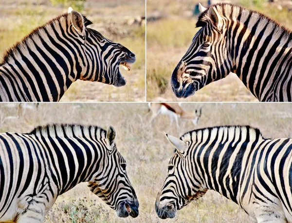 Zebra klett Stock Photos, Royalty Free Zebra klett Images | Depositphotos