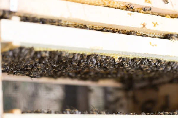 Bee keeping Stock Photos, Royalty Free Bee keeping Images | Depositphotos®