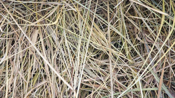 Thatch Stock Photos, Royalty Free Thatch Images | Depositphotos