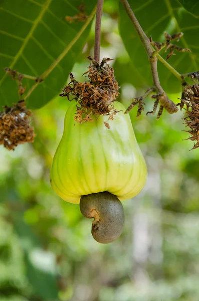 Cashew nut tree Stock Photos, Royalty Free Cashew nut tree Images ...