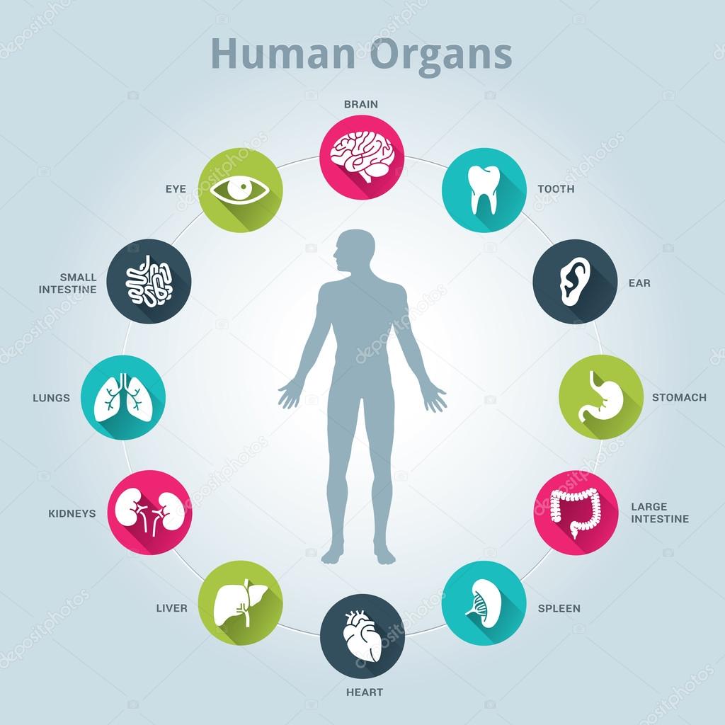 Medical human organs icon set with body in the middle Stock Vector ... Medical human organs icon set with body in the middle Stock Vector ...