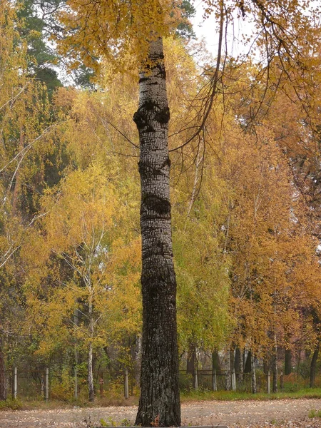 different shapes of the trees - Stock Image - Everypixel