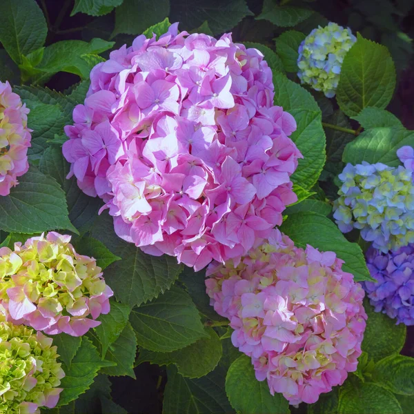 Vintage hydrangeas Stock Photos, Royalty Free Vintage hydrangeas Images ...