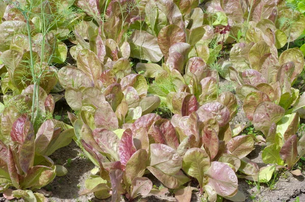 Red leaf lettuce grows in a vegetable garden - Stock Image - Everypixel