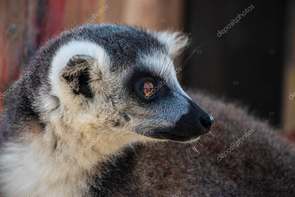 El lémur de cola anillada, Lemur catta es un gran primate estrepsirrino ...