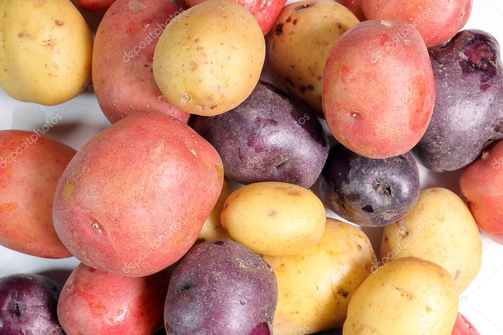 Variedad de papa pequeña de color mixto sobre fondo blanco 2025