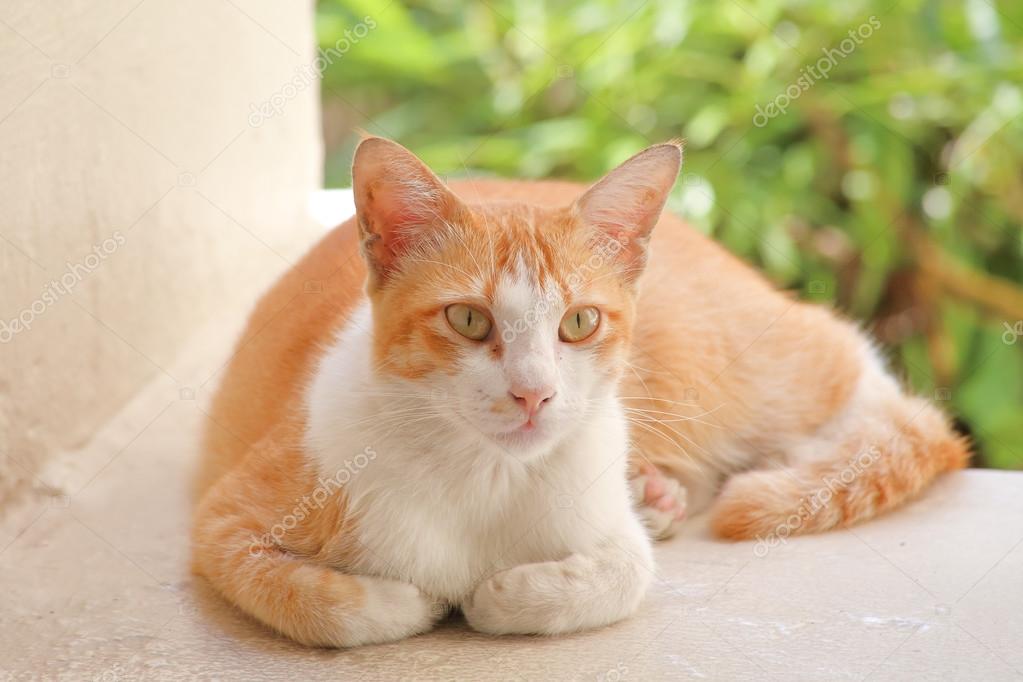 Gato branco laranja — Fotografias de Stock © oqba #94263932