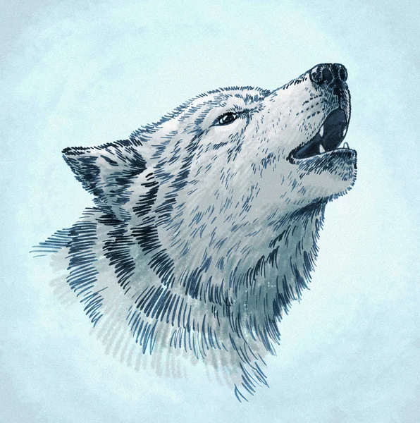 Wolf draw Stock Images - Search Stock Images on Everypixel