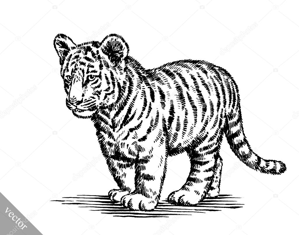 rytý inkoust kreslení tygr obrázek — Stock Vektor © turaevgeniy.gmail ...