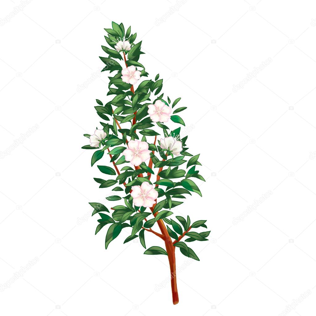 Flores de mirto. Ilustraci n digital. Myrtus - la familia Myrtaceae ...