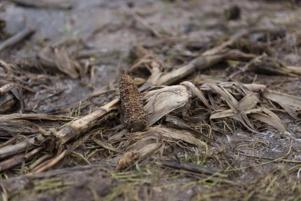 Dead crops Stock Photos, Royalty Free Dead crops Images | Depositphotos