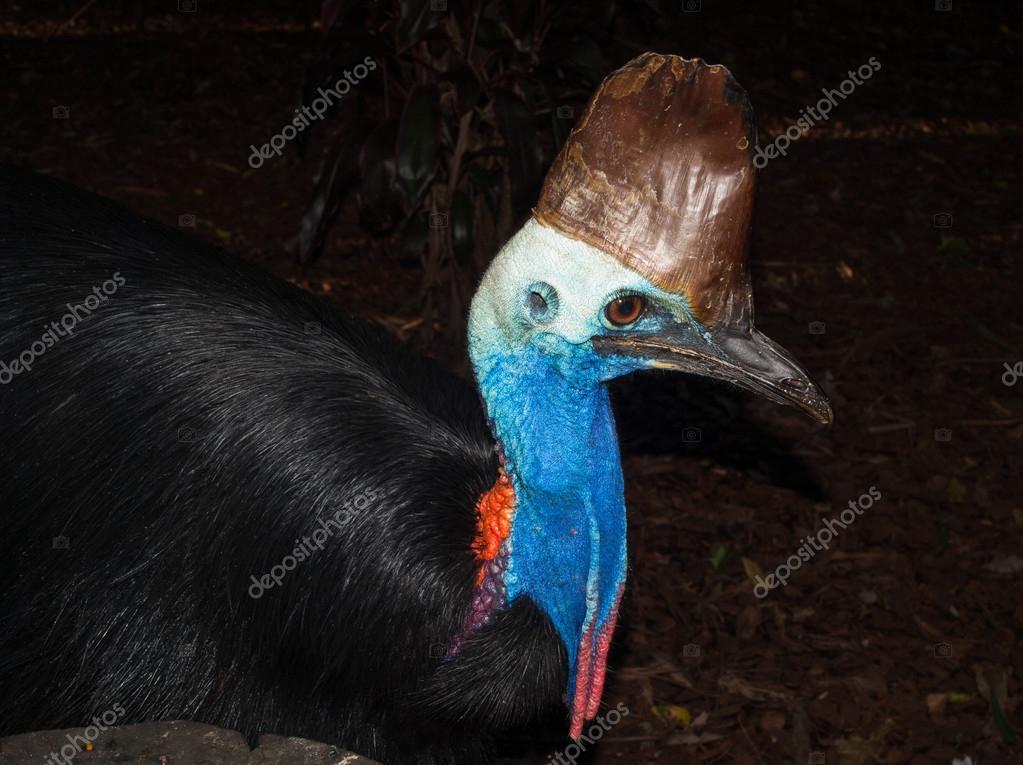 Pájaro Cassowary australiano mostrando hermosos colores. 2022