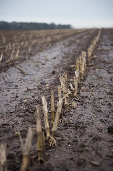 Dead rotting corn plants on and icy cold field. Harsh winter kills ...