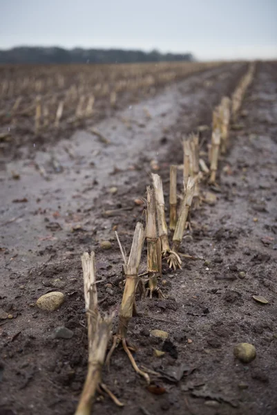 Dead rotting corn plants on and icy cold field. Harsh winter kills ...