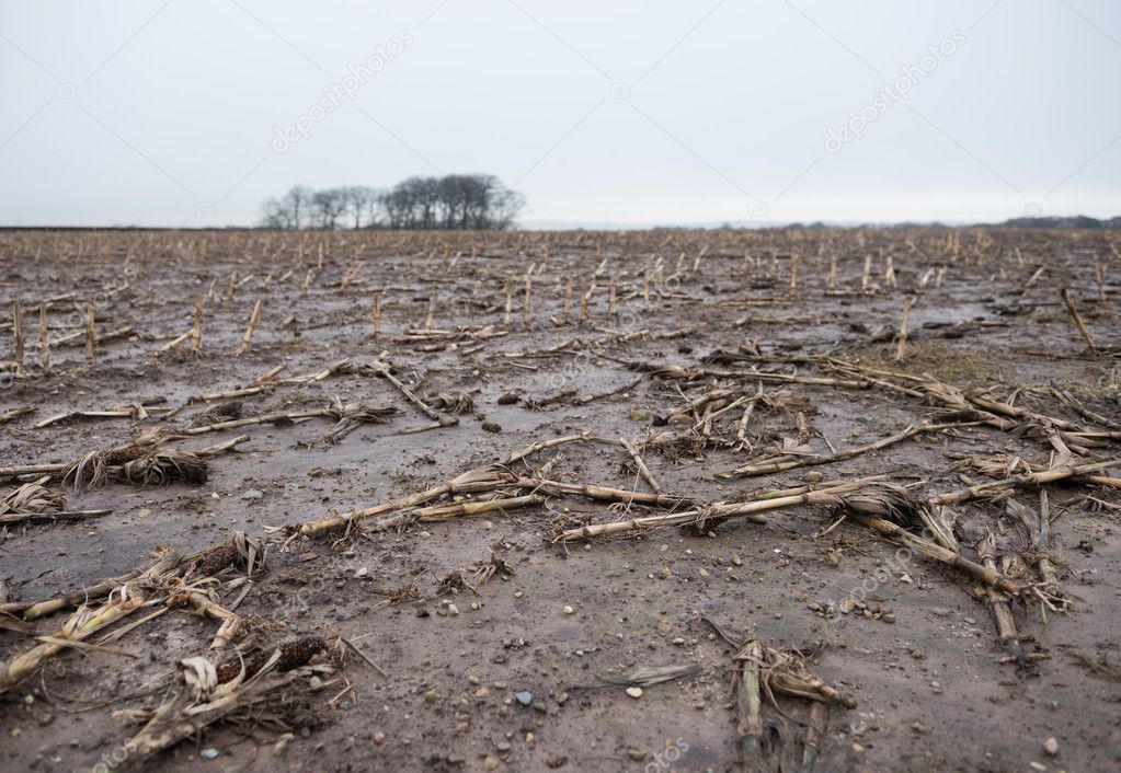 Dead rotting corn plants on and icy cold field. Harsh winter kills ...
