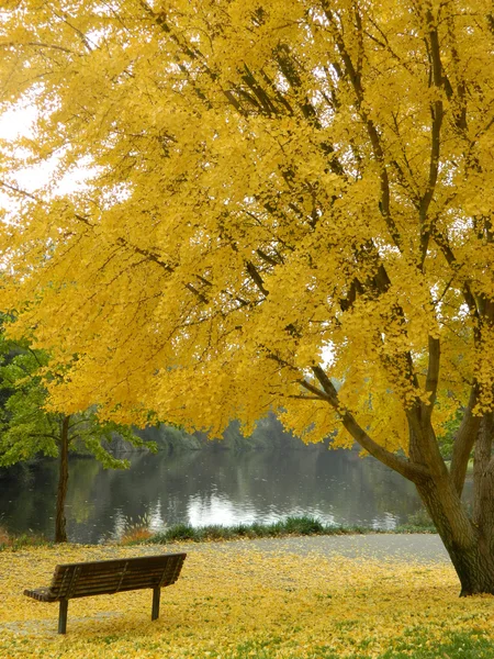 Ginkgophyta Stock Photos, Royalty Free Ginkgophyta Images | Depositphotos®