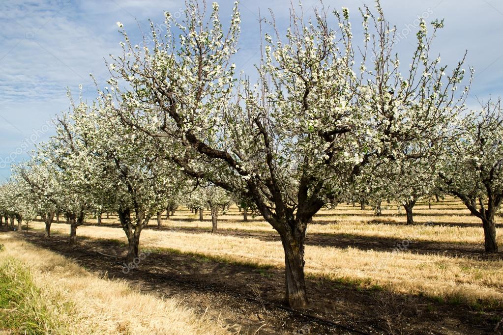 Cherry orchard in the spring Stock Photo by ©AlessandraRC 95513556
