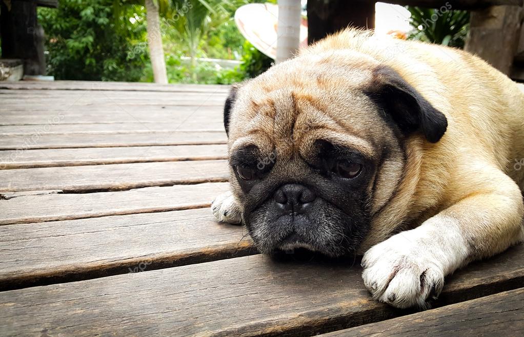 Slug pug at home Stock Photo by ©godnat01.gmail.com 92730732