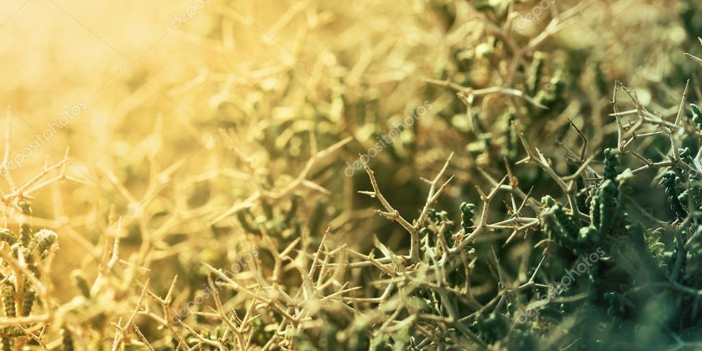 Green brambles natural background Stock Photo by ©tostphoto 107780328