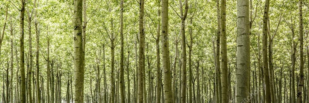 Silver forest Stock Photos, Royalty Free Silver forest Images ...