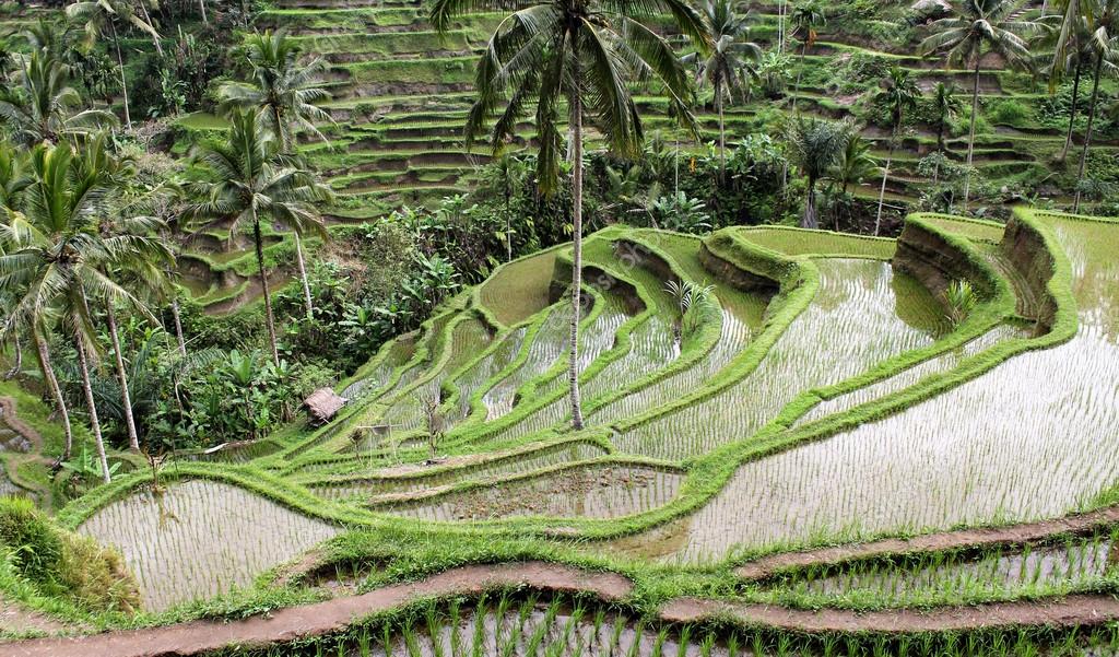 Tegallagan rice terraces, Bali Stock Photo by ©tostphoto 111324952