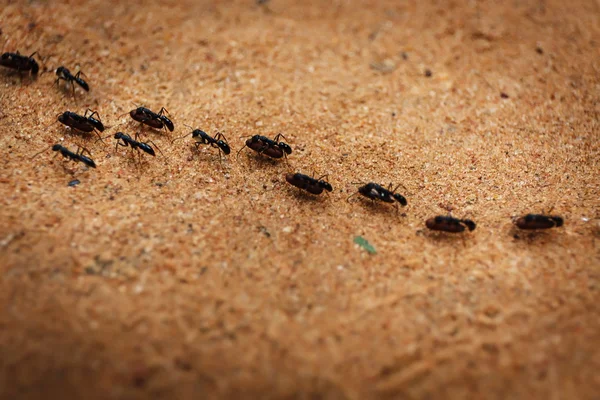 March of ants Stock Photos, Royalty Free March of ants Images ...